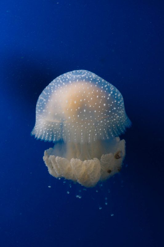 Stunning Photos of Birch Aquarium - Jellyfish and Seahorses | Sidecar Photo