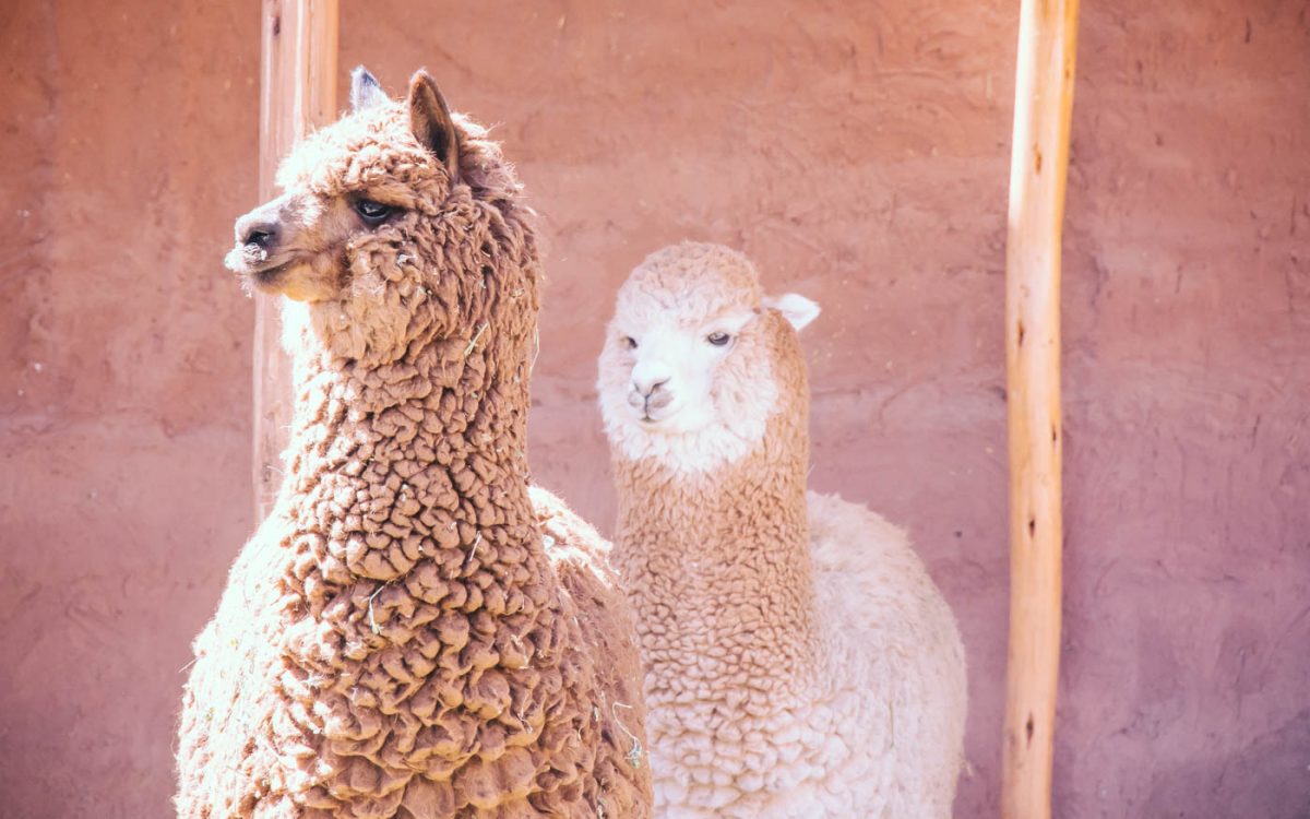 Photography @ Mundo Alpaca | Sidecar Photo